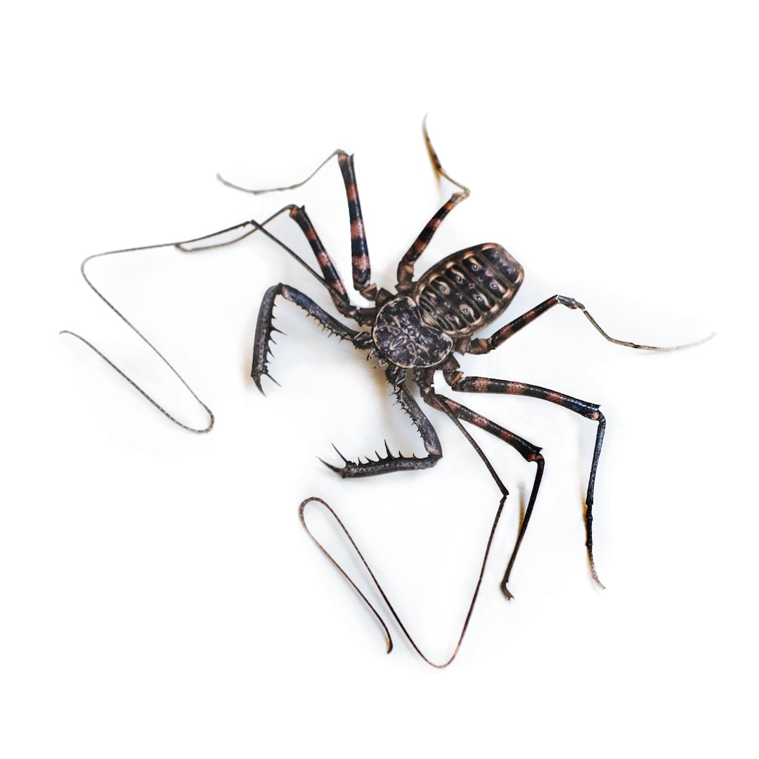 Paper Whip Spider for Halloween, Realistic Double-sided, Paper-cut ...