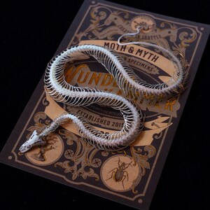 Realistic Paper Animal Skeletons, Double-sided Print, Paper-cut Craft ...
