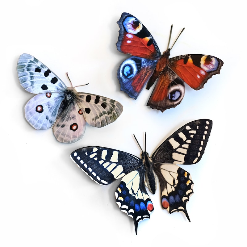 Realistic Butterfly - Etsy