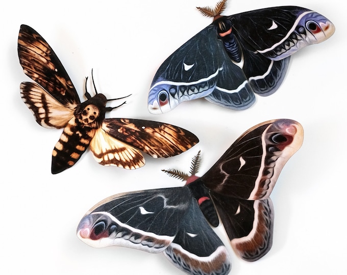 Realistic Paper Moth Cutouts, Double Sided, Calleta Silkmoth - Etsy