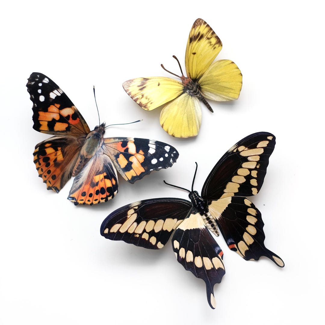 Realistic Paper Butterflies, Double-sided, North American Regional ...