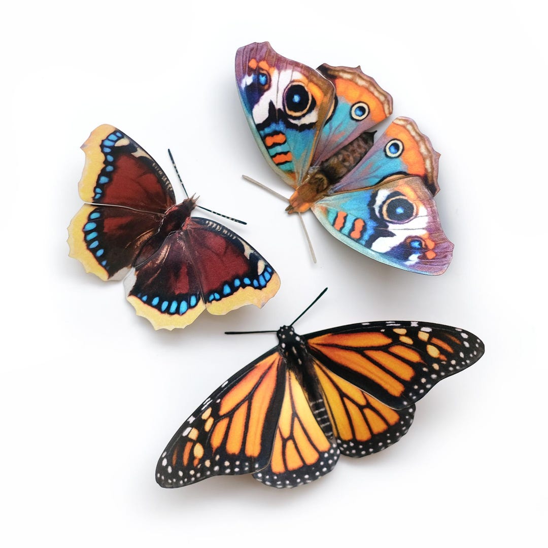 Realistic Paper Butterflies, Double-sided, North American Regional ...