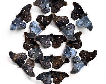 Realistic Paper Moth Cutouts, Double Sided, Calleta Silkmoth - Etsy