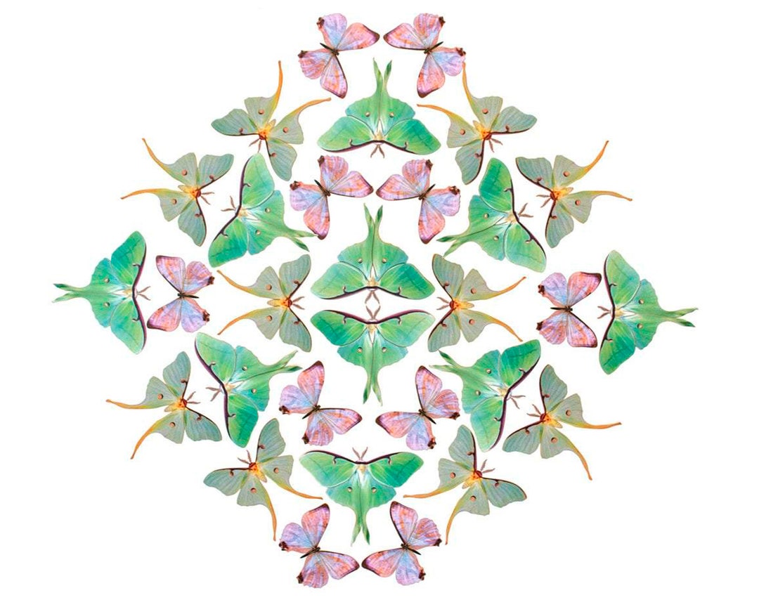 Pastel Luna Moths, Realistic Paper Moths, Double-sided, Faux Butterfly ...