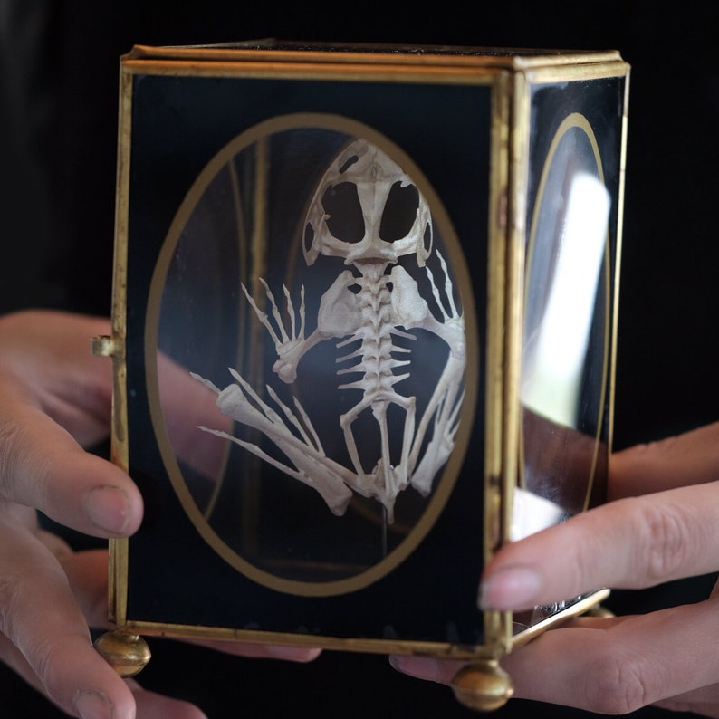 Realistic Paper Animal Skeletons, Double-sided Print, Paper-cut Craft ...