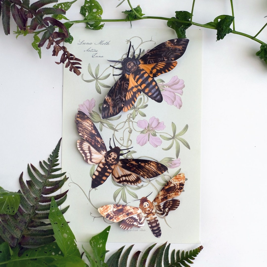 Deathshead Moth Paper Cutouts, Halloween Decoration, Set of 3 - Etsy