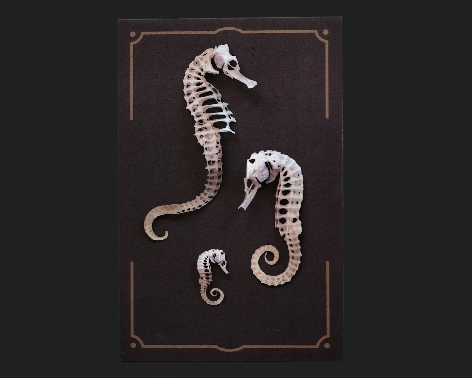 Realistic Paper Animal Skeletons, Double-sided Print, Paper-cut Craft ...