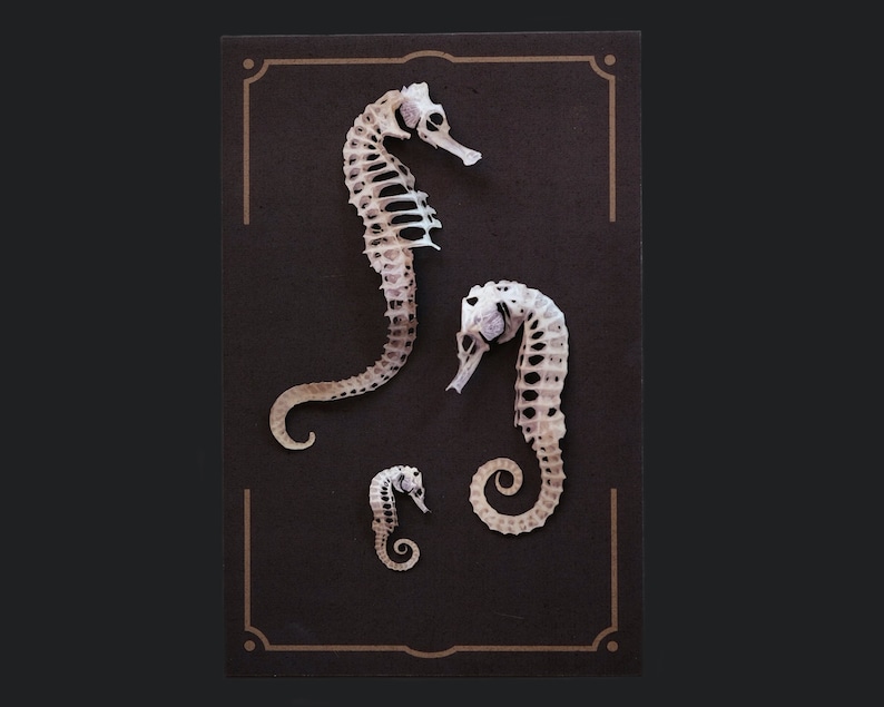 Realistic Paper Animal Skeletons, Double-sided Print, Paper-cut Craft ...
