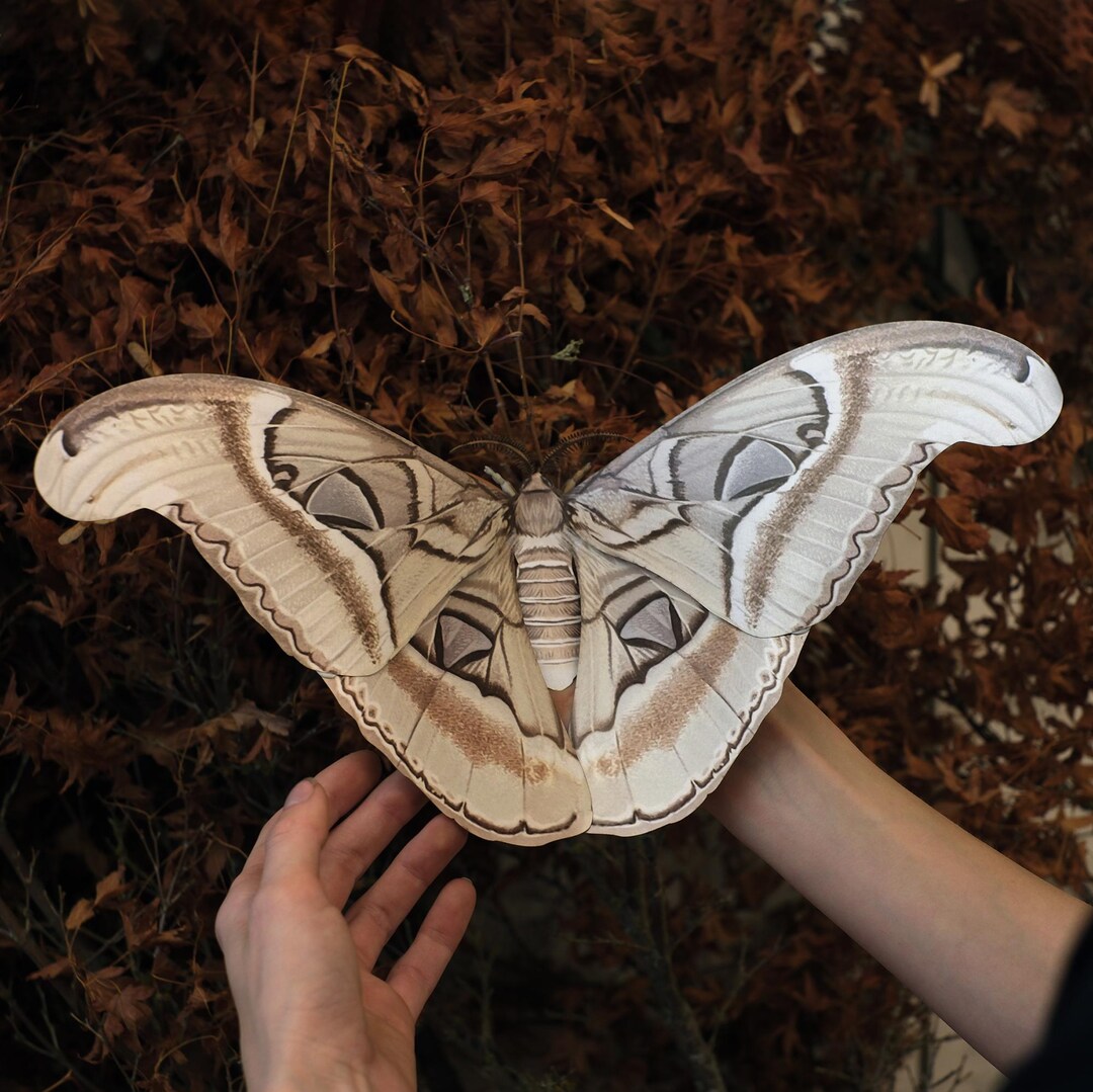 Giant Paper Ghost Atlas Moth for Halloween, Double-sided Butterfly ...