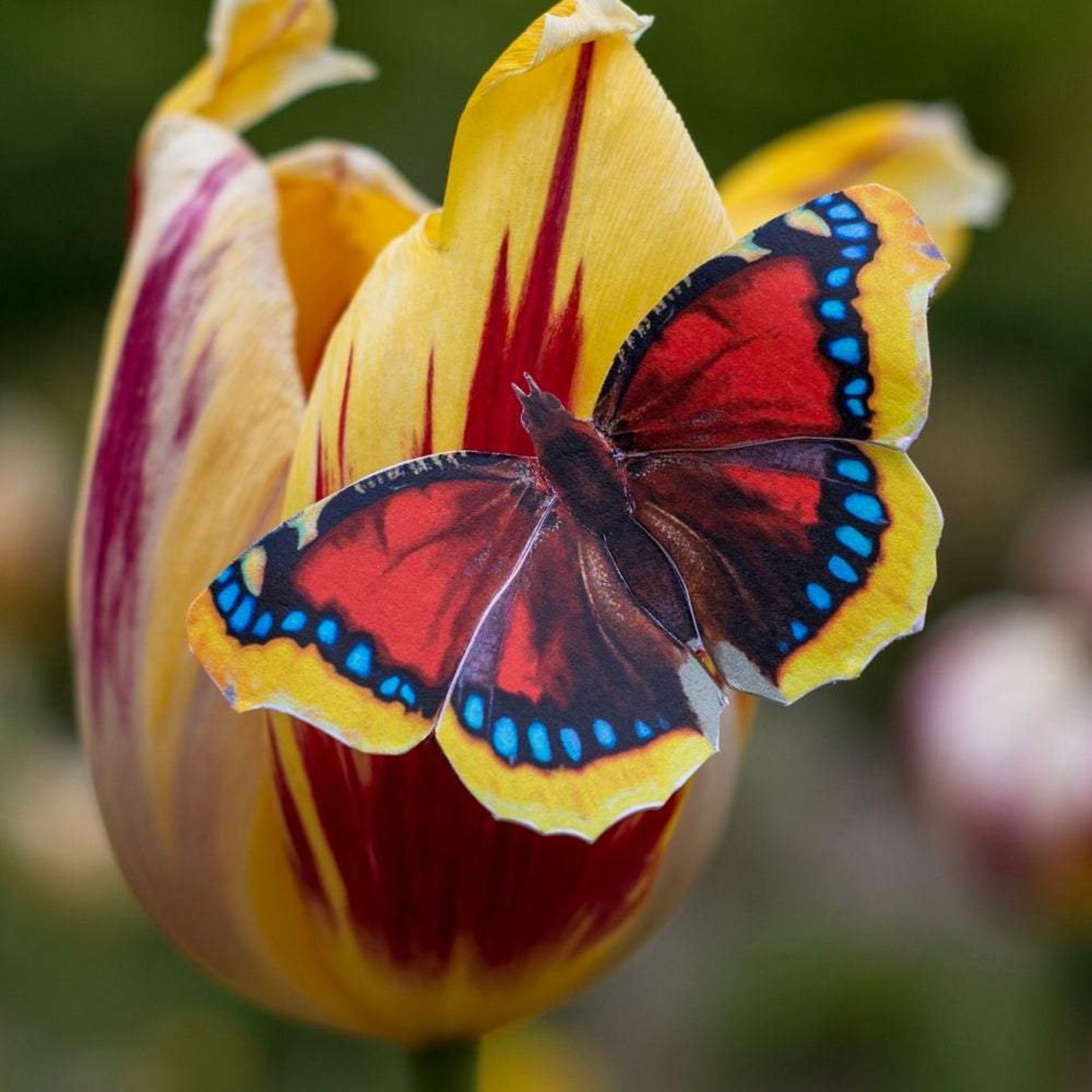 Realistic Paper Butterfly Double-sided Butterfly Craft | Etsy