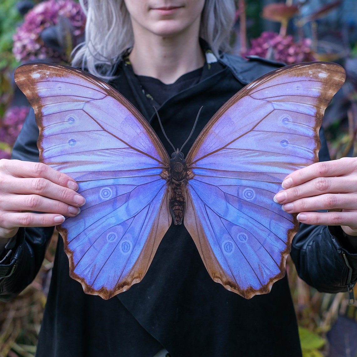 Farfalla gigante Morpho Godarti, decorazione in carta ritagliata ...