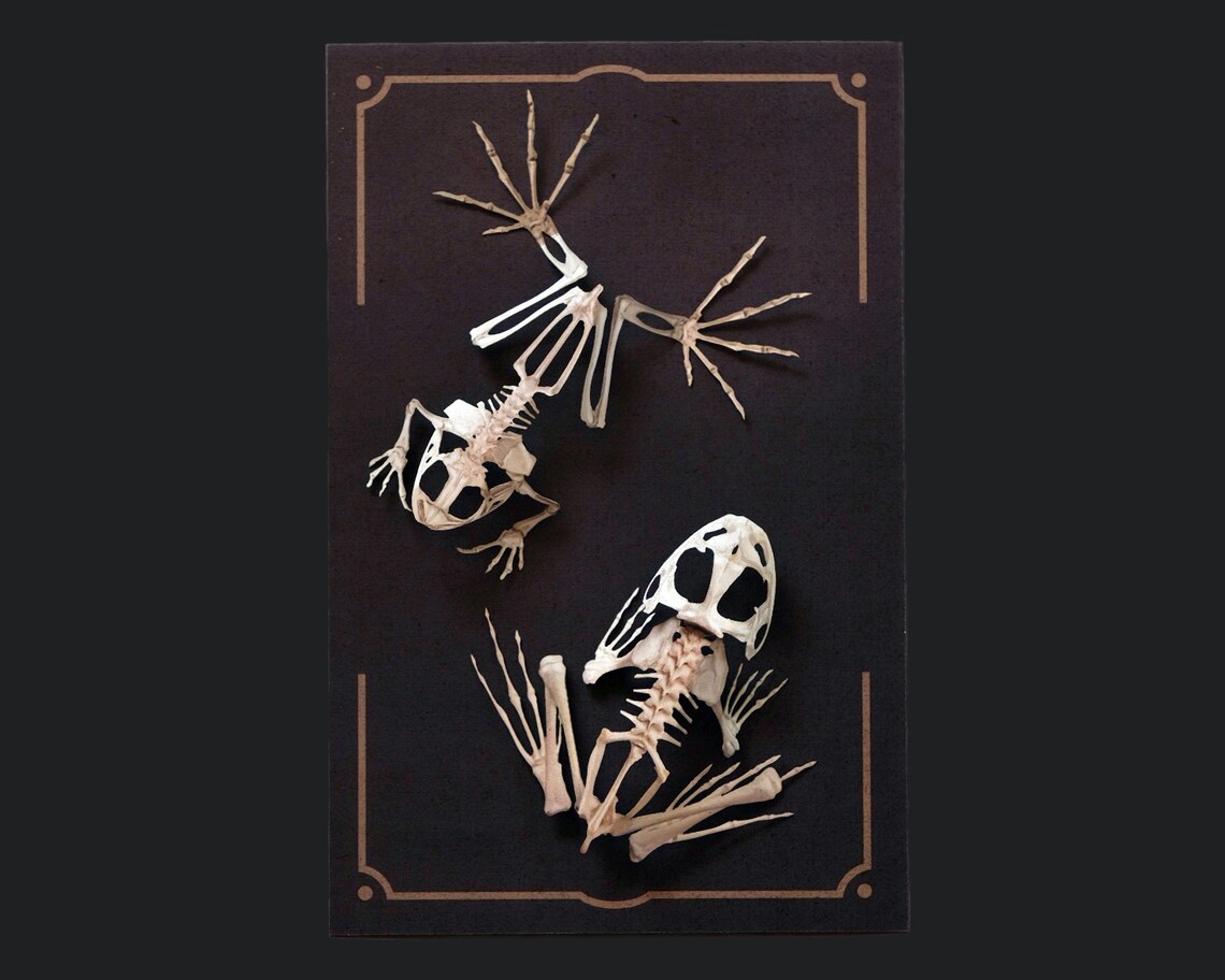 Realistic Paper Animal Skeletons, Double-sided Print, Paper-cut Craft ...