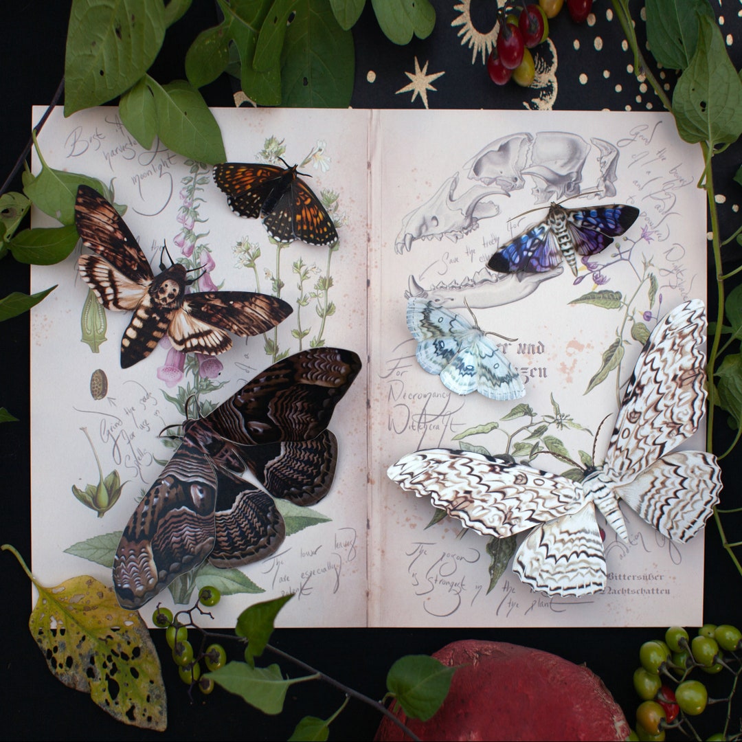 Halloween - Realistic Paper Moth, Double-sided Paper Cut Craft ...