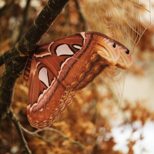 Giant Paper Atlas Moth for Halloween, Double-sided Butterfly Paper-cut ...