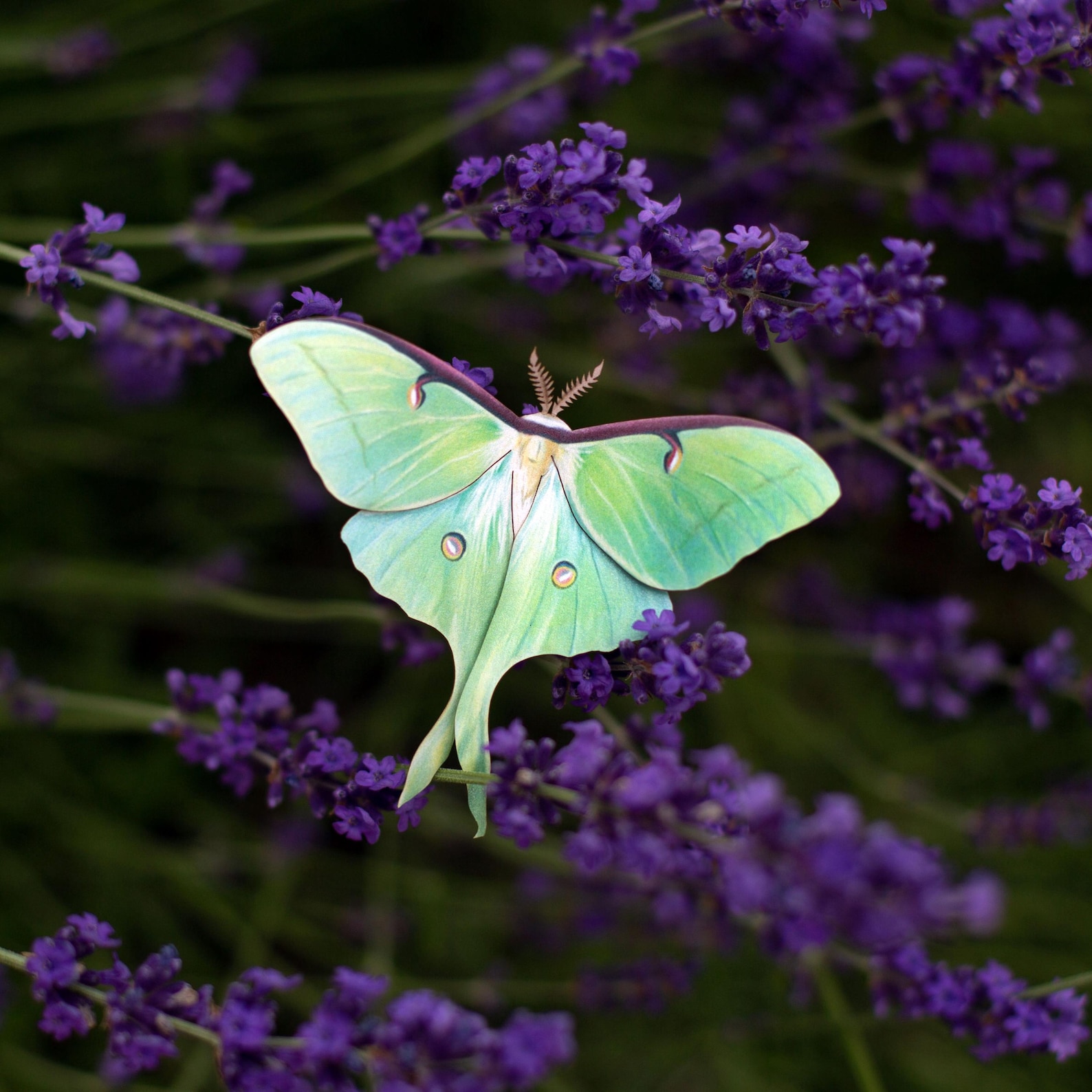 Realistic Paper Luna Moth, Double-sided, Faux Butterfly Papercut Craft ...