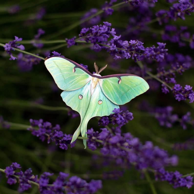 Realistic Paper Luna Moth, Double-sided, Faux Butterfly Papercut Craft ...