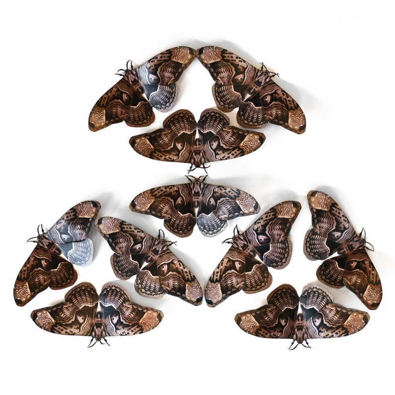 Realistic Owl Moth Paper Cutouts, Halloween Decor, 10 Piece Set - Etsy