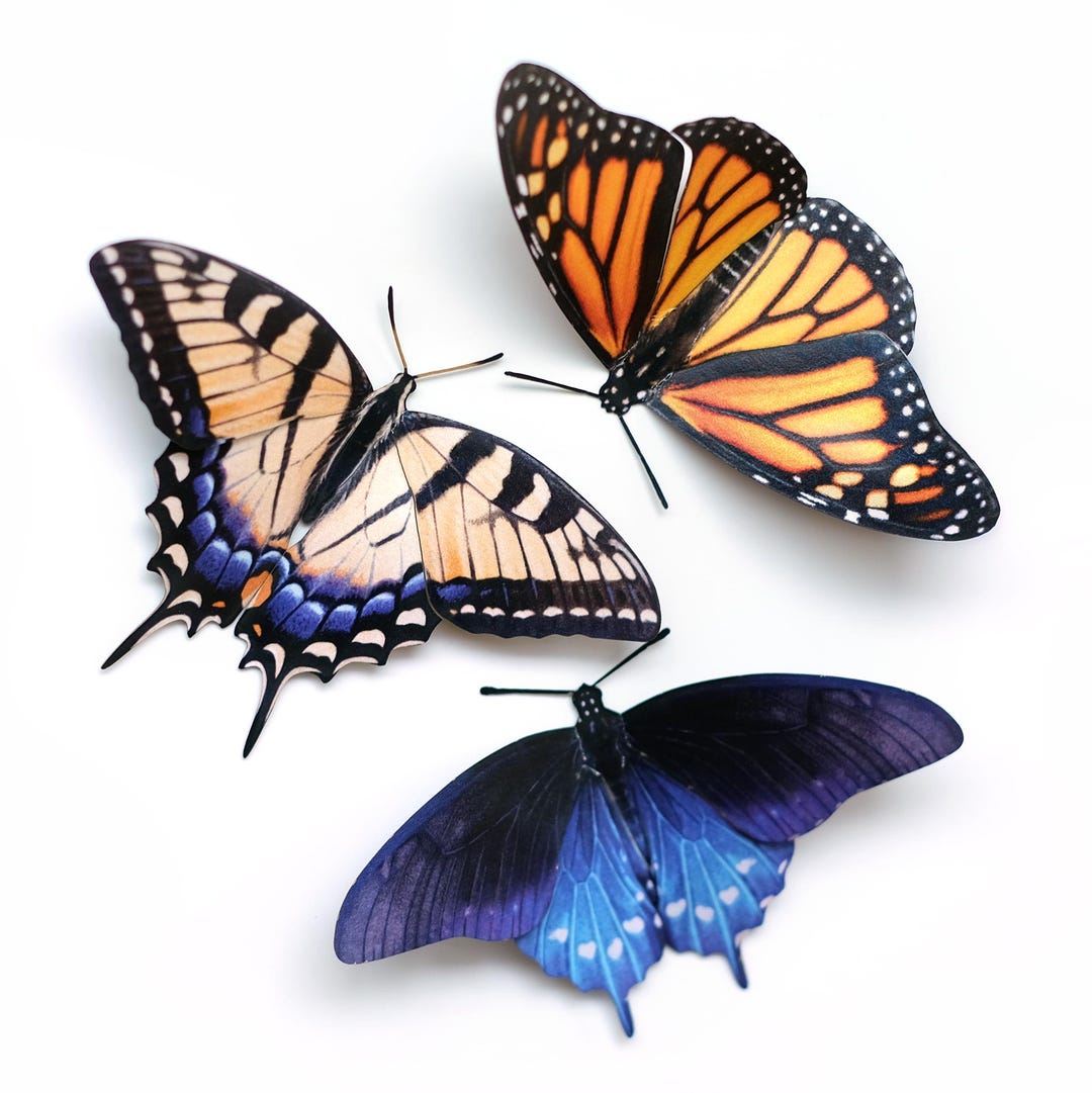 Realistic Paper Butterflies, Double-sided, North American Regional ...