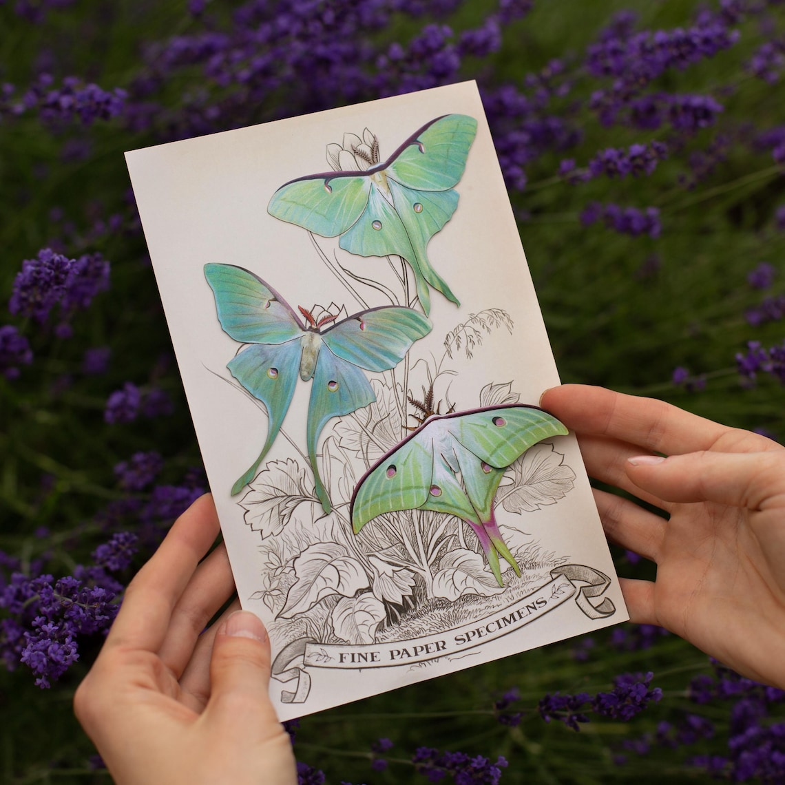 Realistic Paper Luna Moth, Double-sided, Faux Butterfly Papercut Craft ...