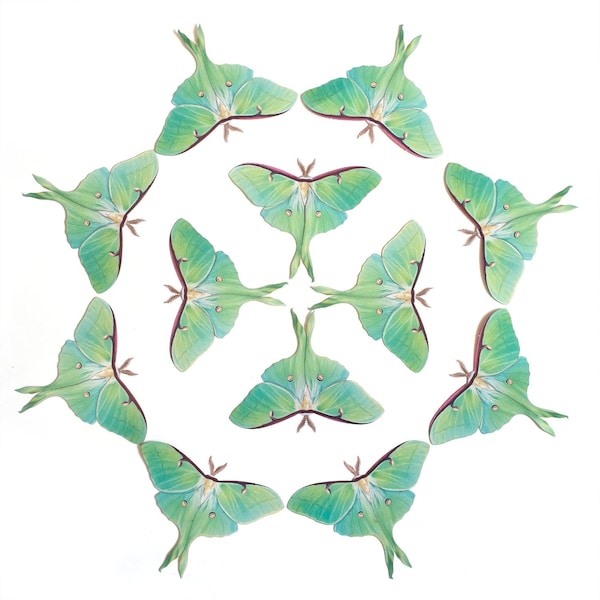 Green Luna Moth - Etsy