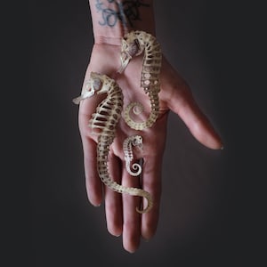 Realistic Paper Animal Skeletons, Double-sided Print, Paper-cut Craft ...