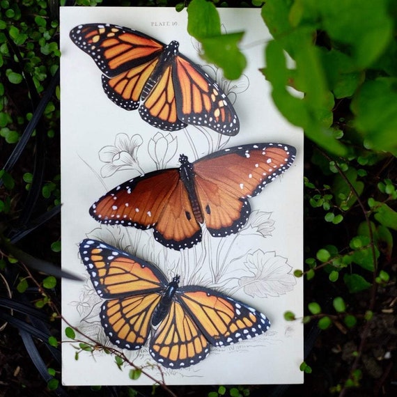 Double-sided Faux Butterfly 16x Realistic Paper Monarch Paper-cut Craft ...