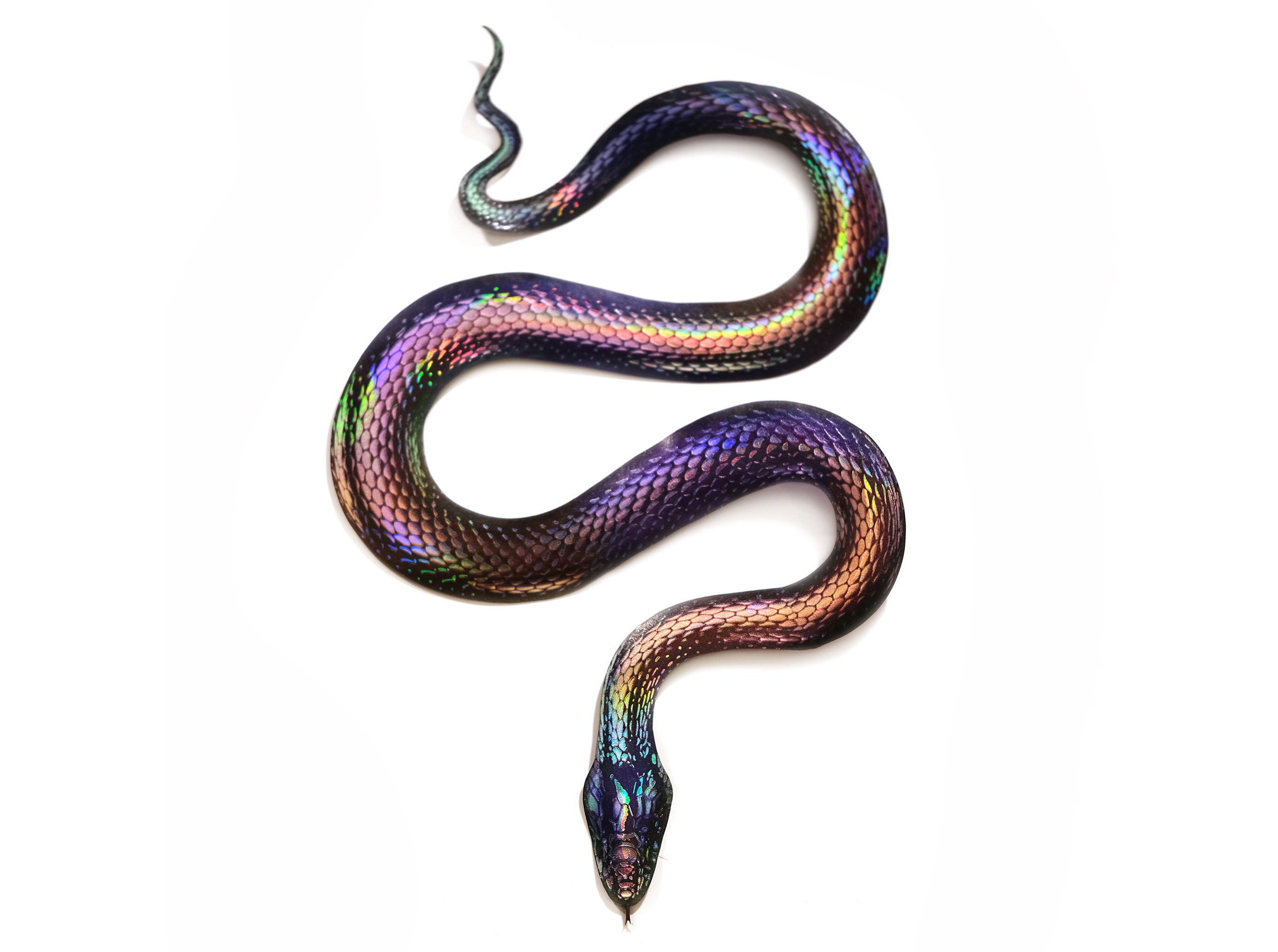 Iridescent Shieldtail Snake