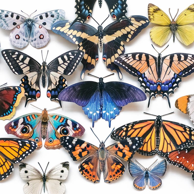 Realistic Paper Butterflies, Double-sided, North American Regional ...