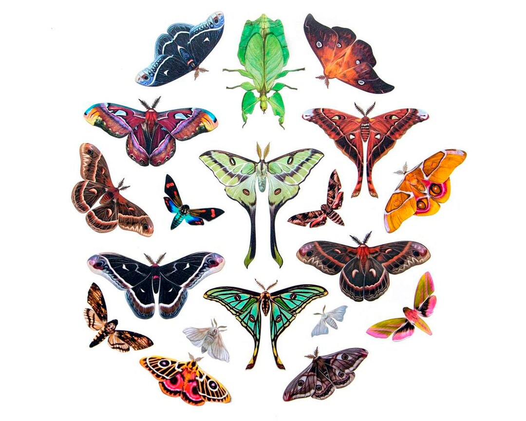 Paper Moth “the Specimen Collection #2” Lasercut Decoration, Double ...