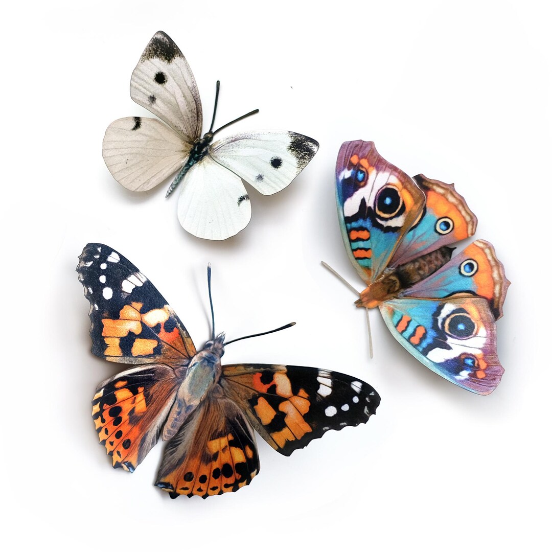 Realistic Paper Butterflies, Double-sided, North American Regional ...