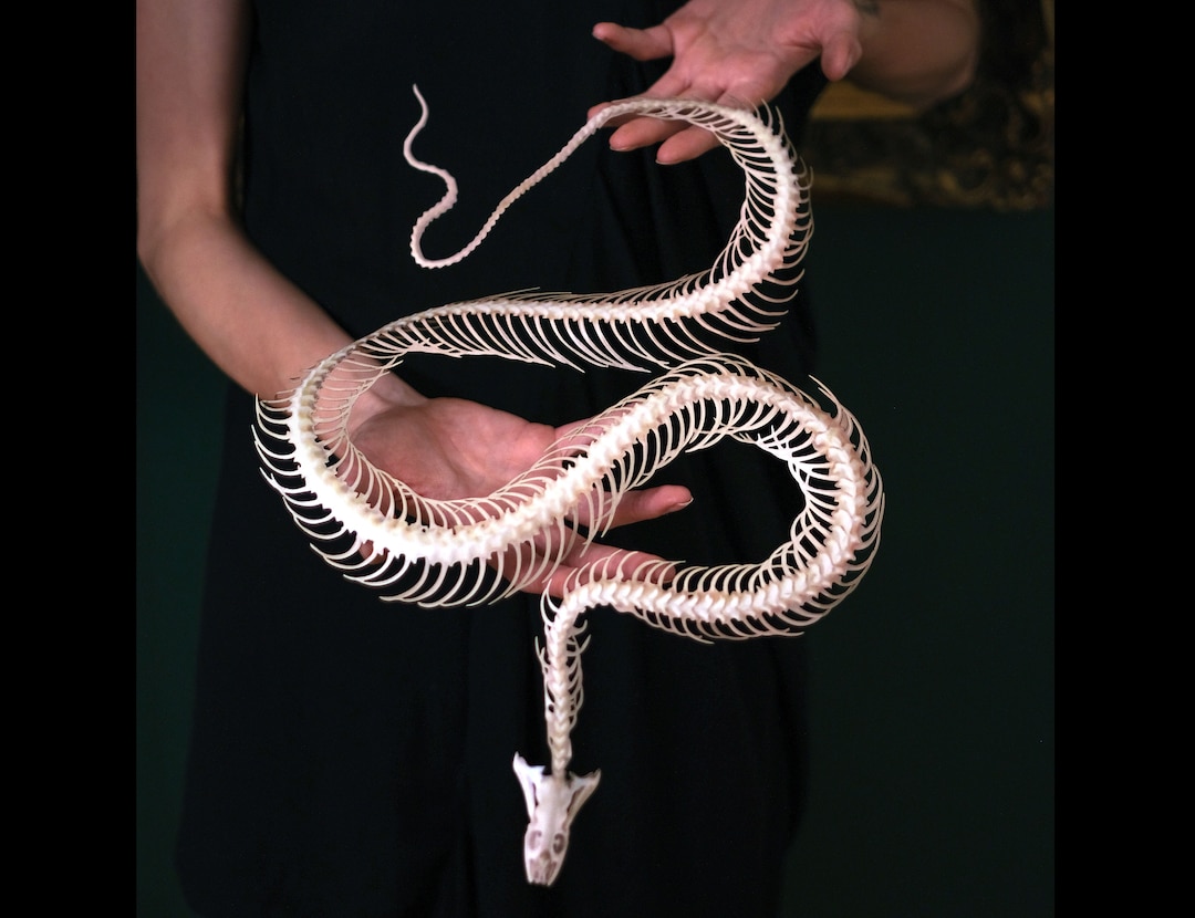 Giant Paper Snake Skeleton for Halloween, Realistic Double-sided, Paper ...