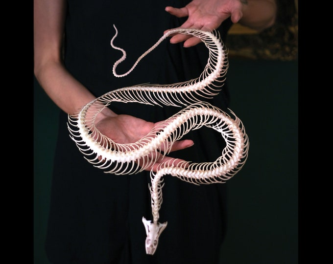 Giant Paper Snake Skeleton for Halloween, Realistic Double-sided, Paper ...