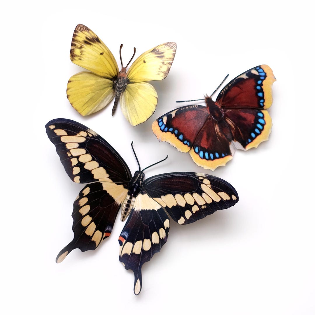 Realistic Paper Butterflies, Double-sided, North American Regional ...