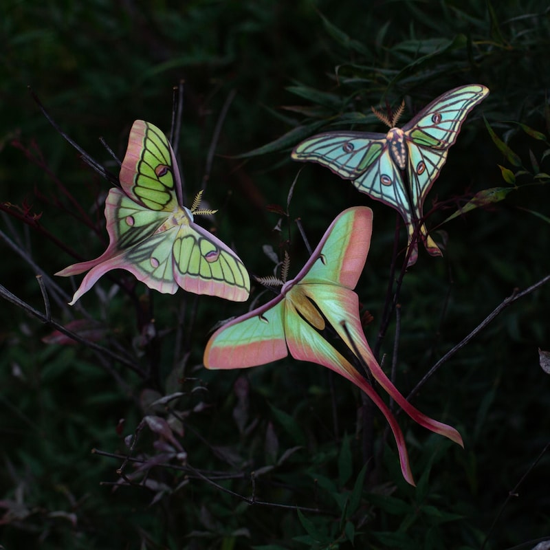 mothandmyth - Etsy