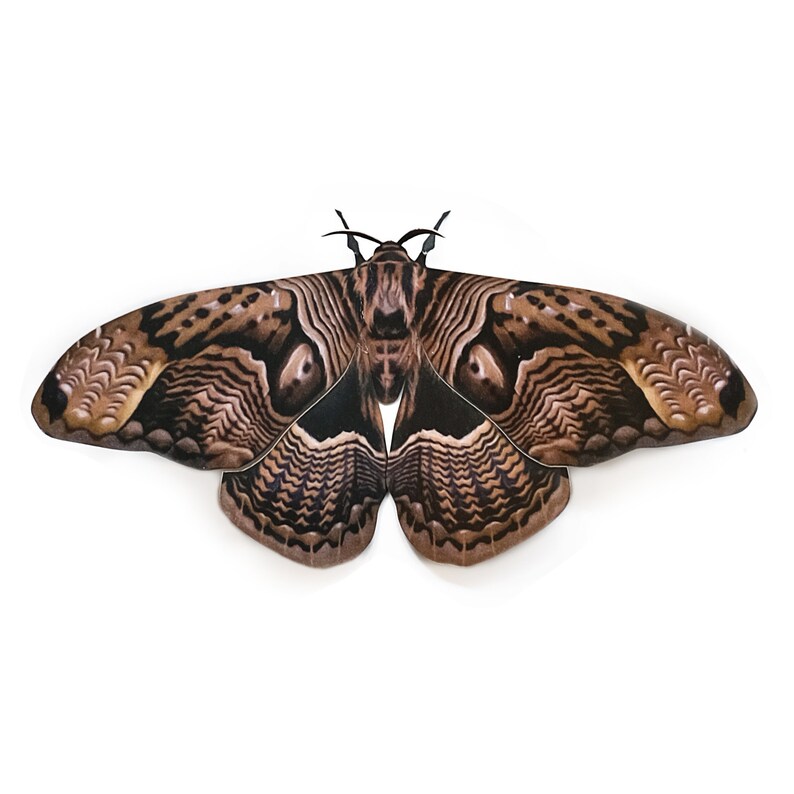 Realistic Owl Moth Paper Cutouts, Halloween Decor, 10 Piece Set - Etsy