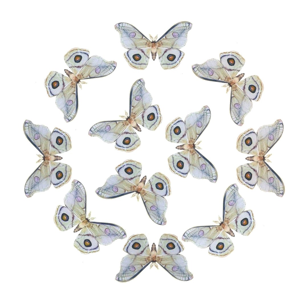 Paper Emperor Gum Moth Cutouts, Pastel Realistic Craft Decorations, 11 ...