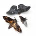 Giant Paper Ghost Atlas Moth for Halloween, Double-sided Butterfly ...