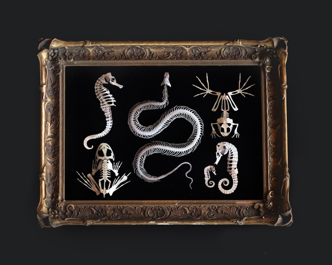 Realistic Paper Animal Skeletons, Double-sided Print, Paper-cut Craft ...