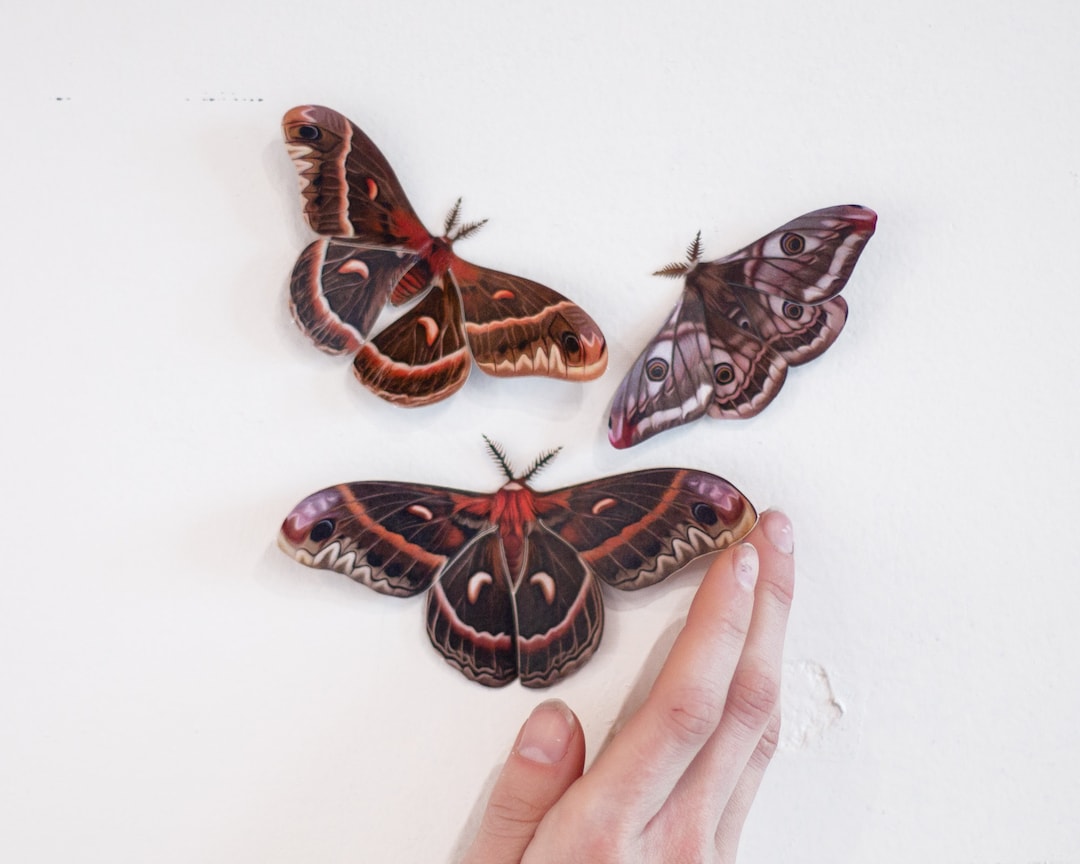 Earth-tone Realistic Paper Moth, Double-sided, Butterfly Paper-cut ...