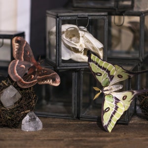Paper Moth “the Specimen Collection #2” Lasercut Decoration, Double ...