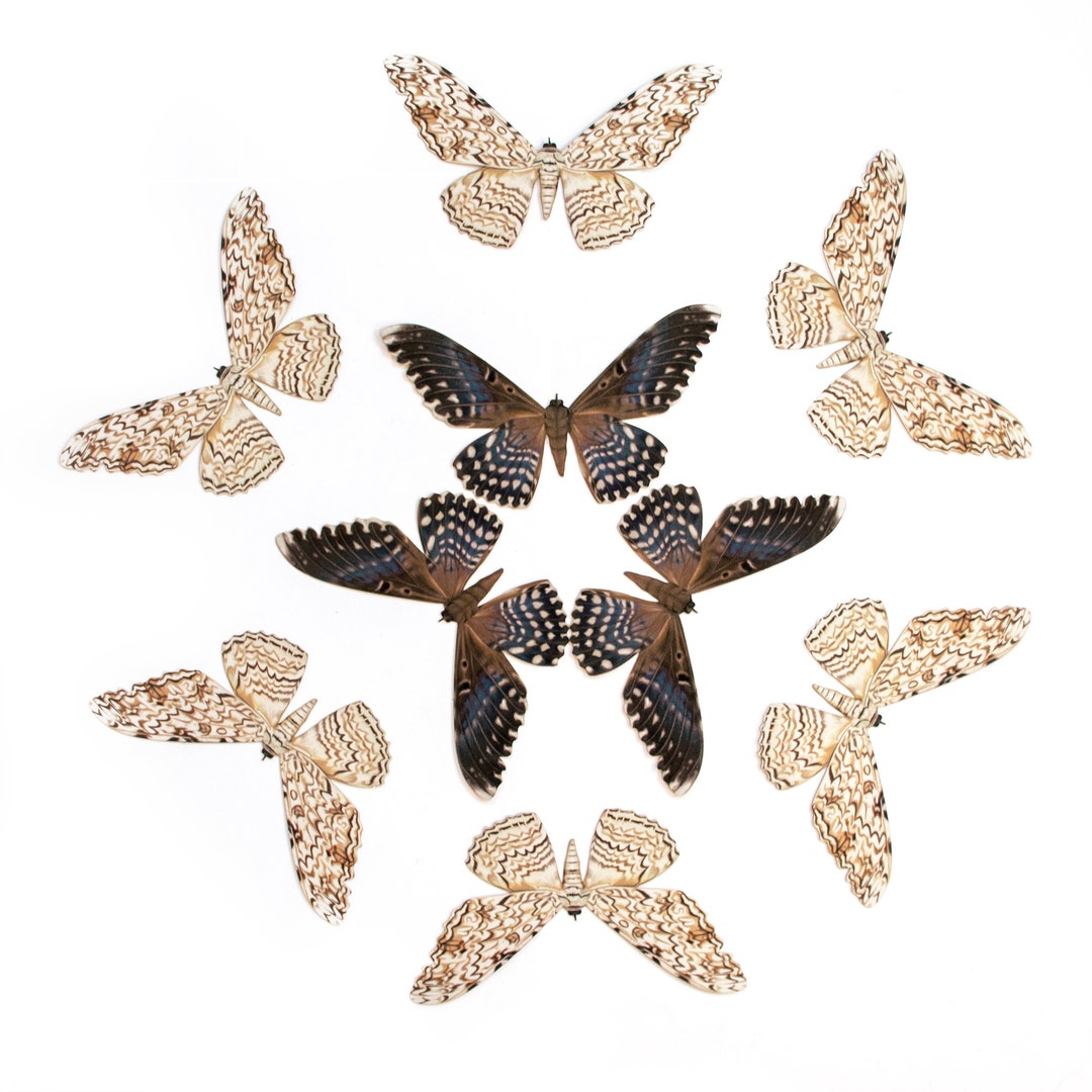 White Witch Moths for Halloween, Double-sided Paper, Faux Butterfly ...