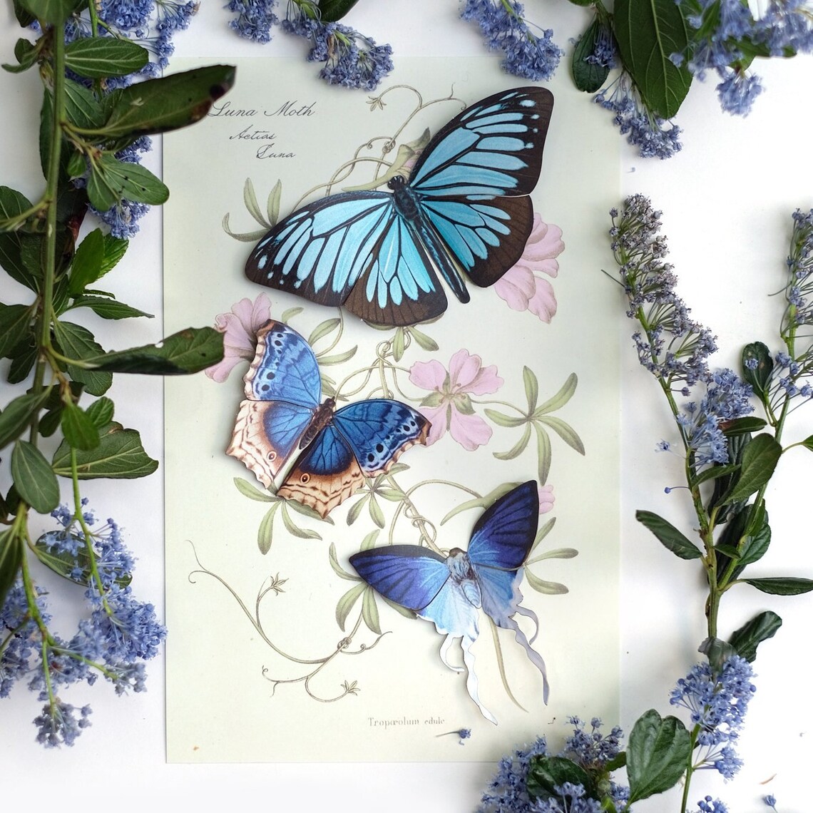 Realistic Paper Butterfly, Double-sided, Butterfly Paper-cut Craft ...