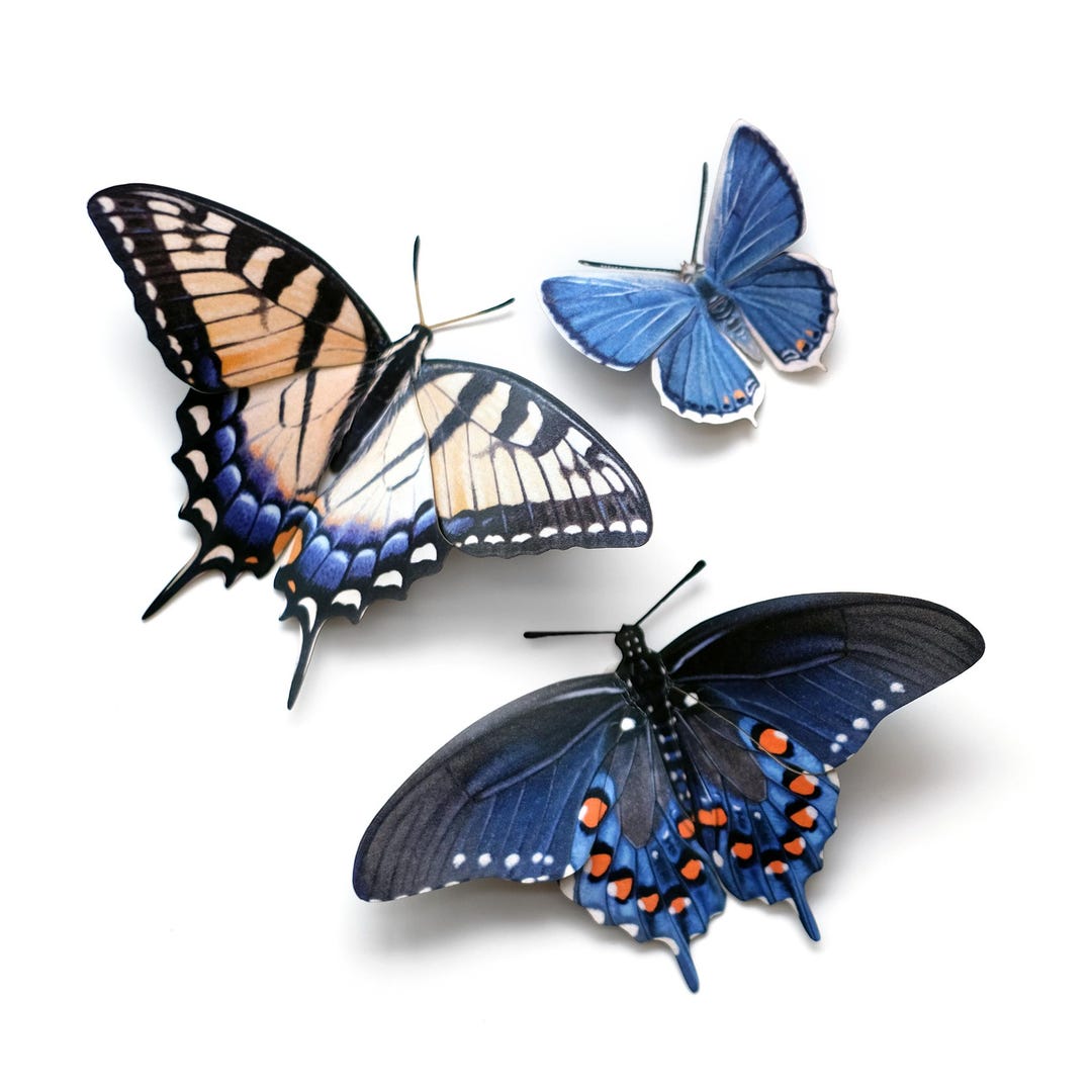 Realistic Paper Butterflies, Double-sided, North American Regional ...