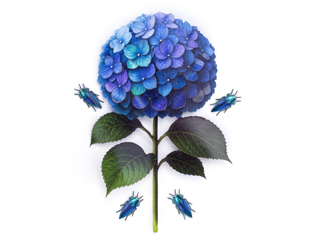 Blue Hydrangea & Jewel Beetle Paper Cutouts, Botanical Scrapbooking Set ...