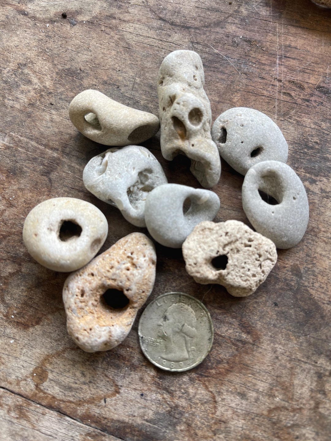 7 Natural Hag Stones Shells Lot Unique Witches Hagstones Holey Odin ...