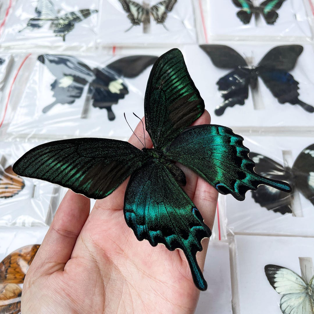 3-125 PCS Real Butterfly Specimen Taxidermy, Spread Random Butterflies ...