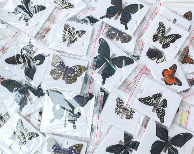 REAL - African Butterfly Diorama -6X4 Inch Dome Diorama -crenis ...
