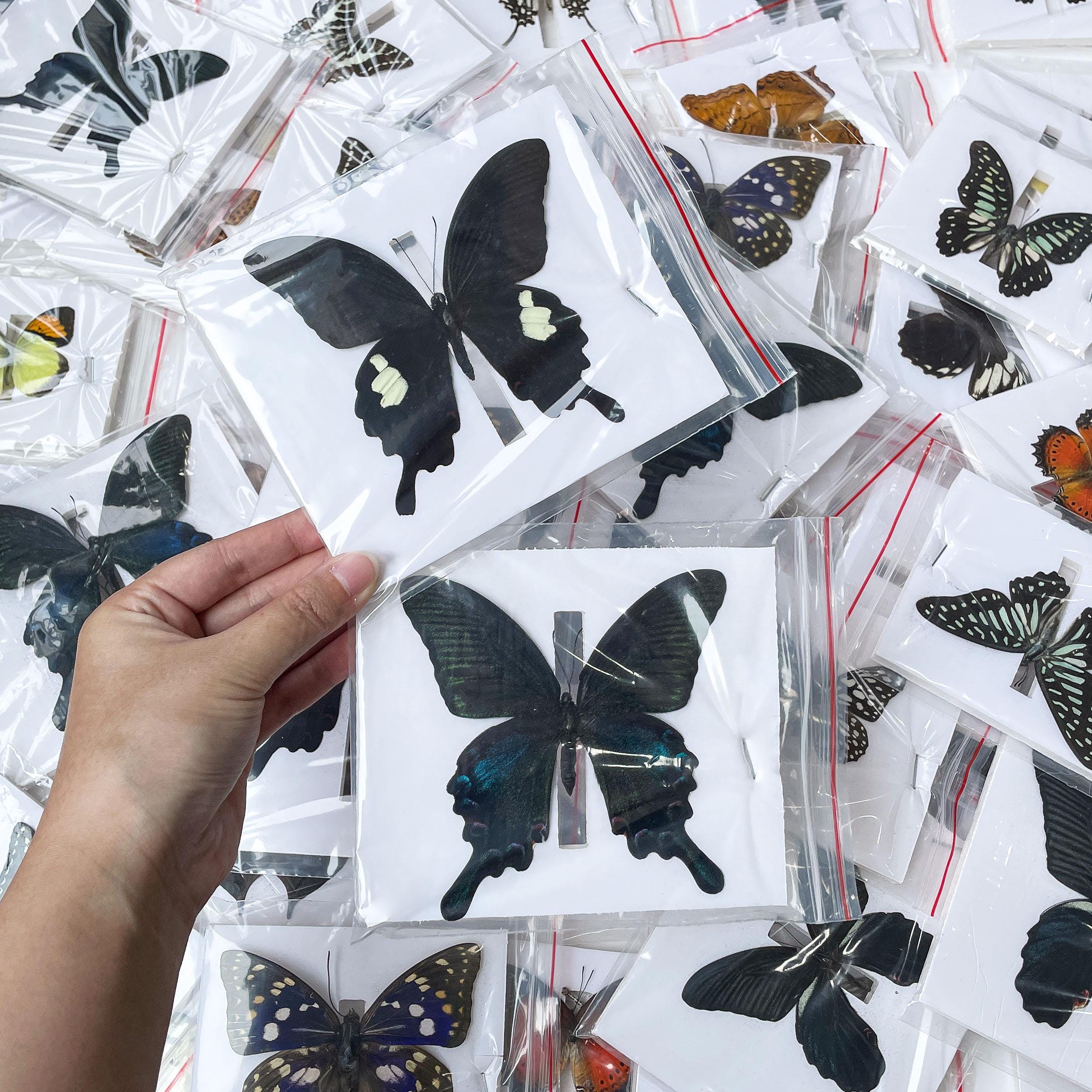 3-125 PCS Real Butterfly Specimen Taxidermy, Spread Random Butterflies ...