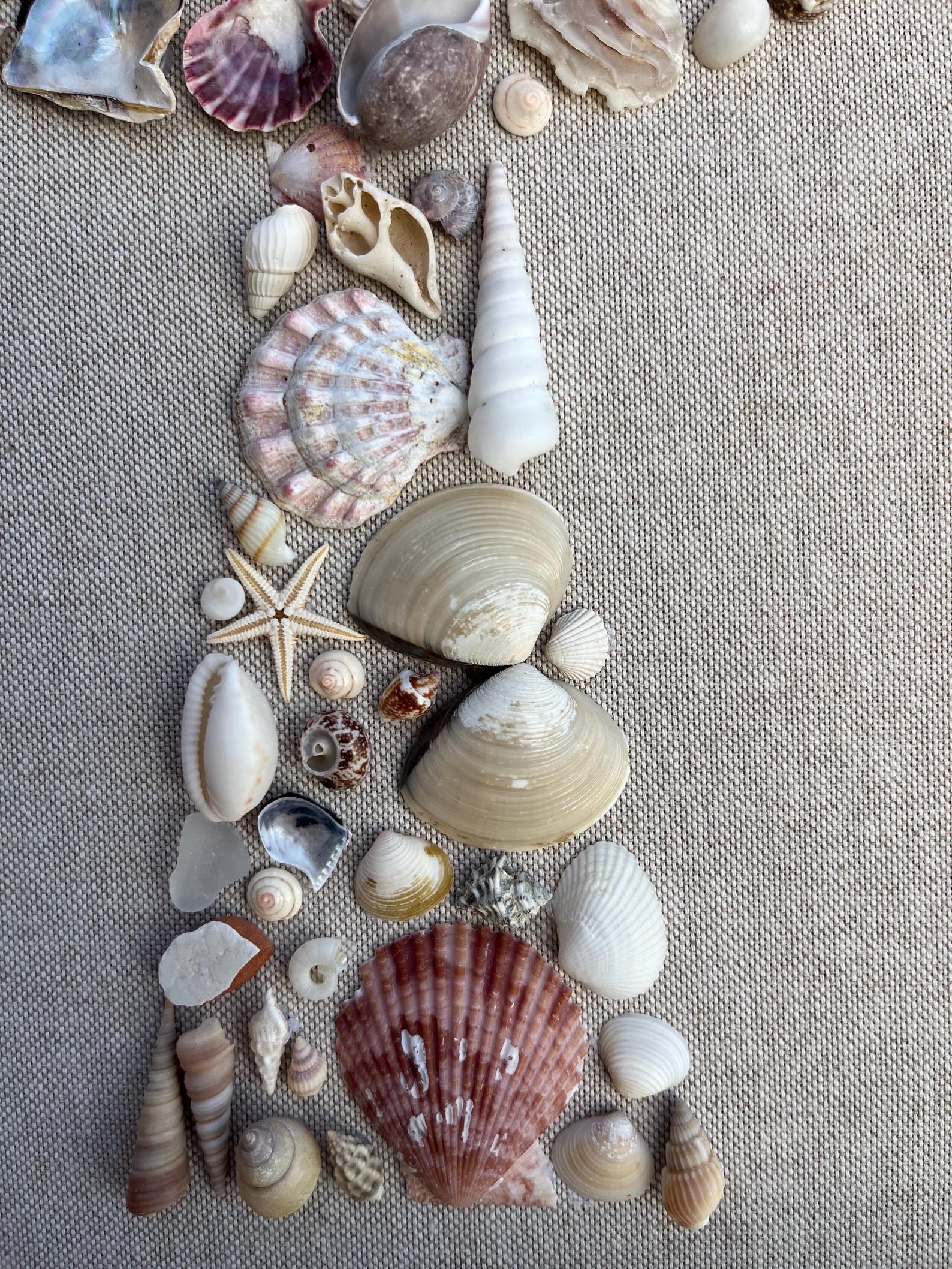 Seashell Framed Art - Etsy
