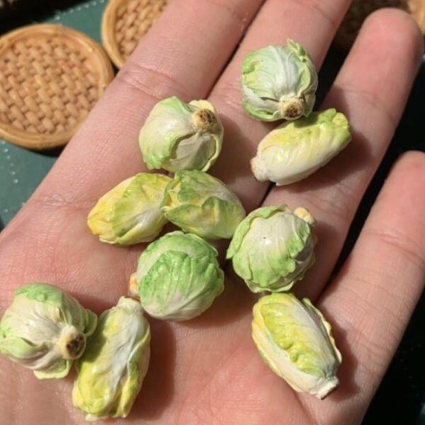 Miniature Cabbage - Etsy